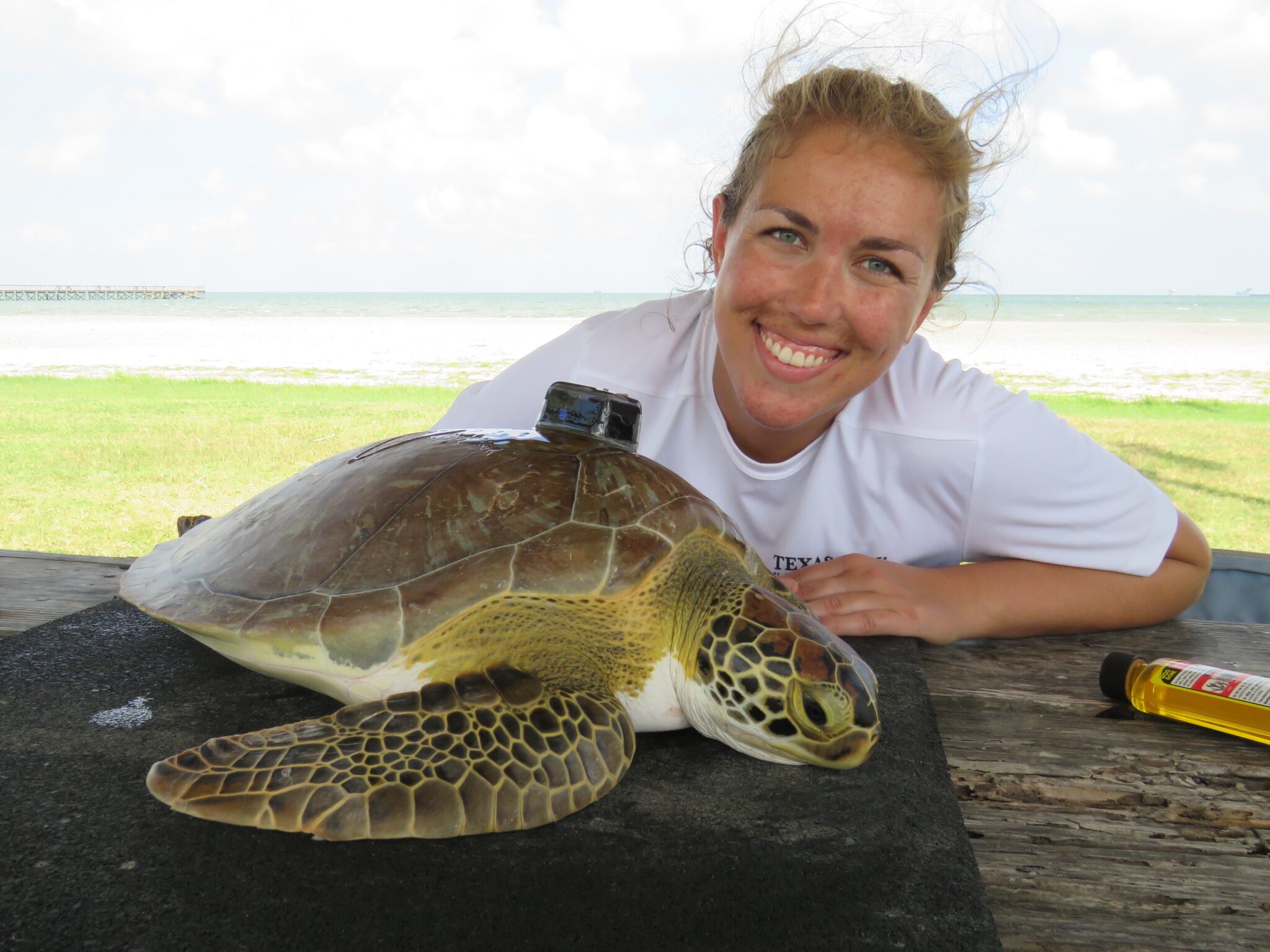 ISeaTurtle App – Turtle Sightings in Texas – Texas Sea Grant