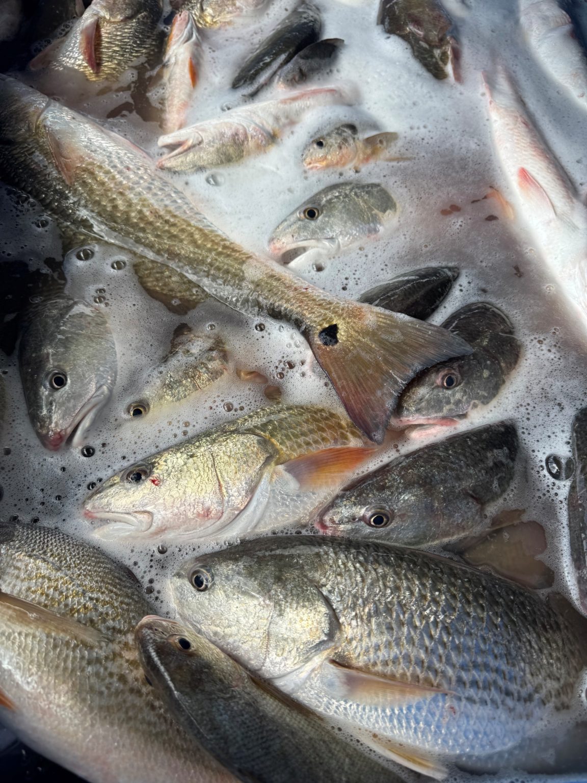 Texas Redfish Aquaculture: A Path to Sustainable Seafood – Texas Sea Grant